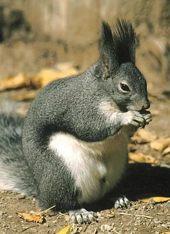 Aberts Squirrel - Sciurus aberti | Wildlife Journal Junior