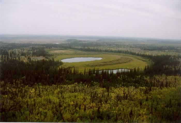 Bogs | Wildlife Journal Junior