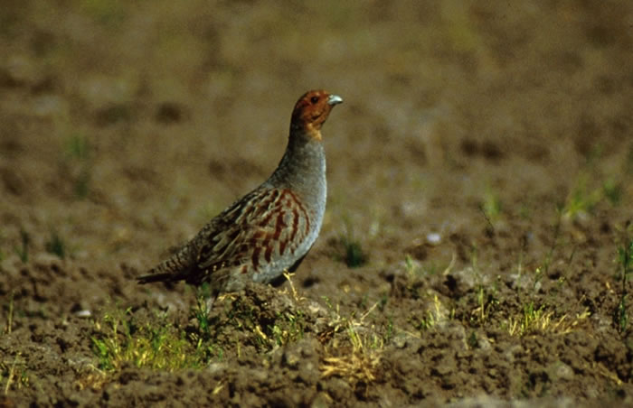 Gray Partridge - Perdix perdix | Wildlife Journal Junior