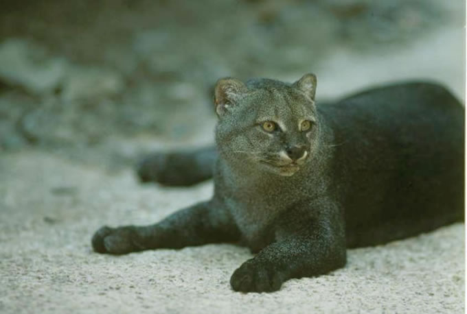 Jaguarundi - Herpailurus yaguarondi | Wildlife Journal Junior