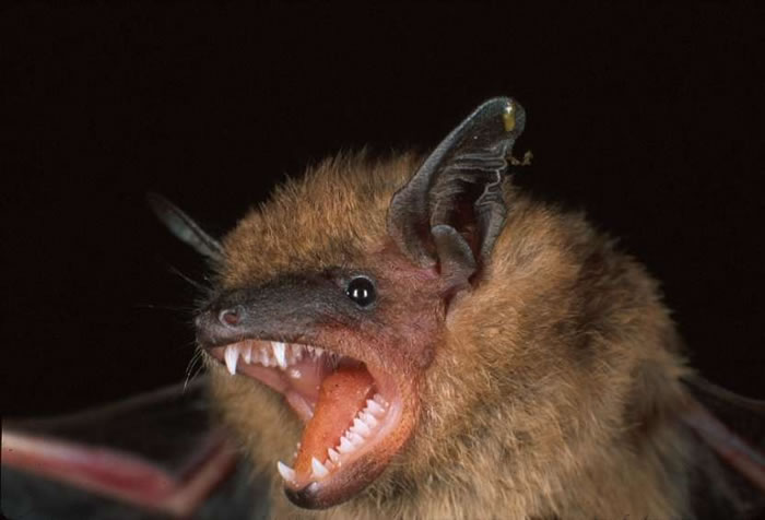 Chiroptera Bats Wildlife Journal Junior