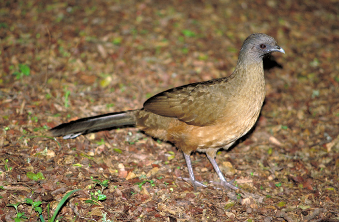 Plain Chachalaca - Ortalis vetula | Wildlife Journal Junior