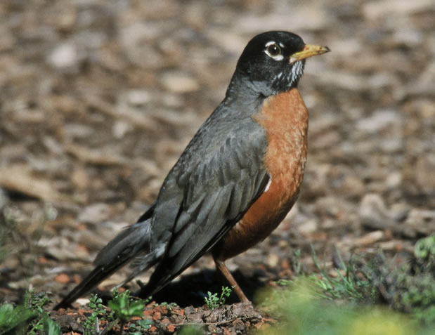 American Robin - Turdus migratorius | Wildlife Journal Junior