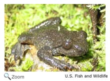 Wildlife Journal Junior - Ascaphidae - tailed frogs
