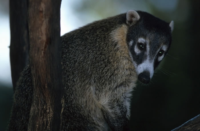 White-nosed Coati - Nasua narica | Wildlife Journal Junior