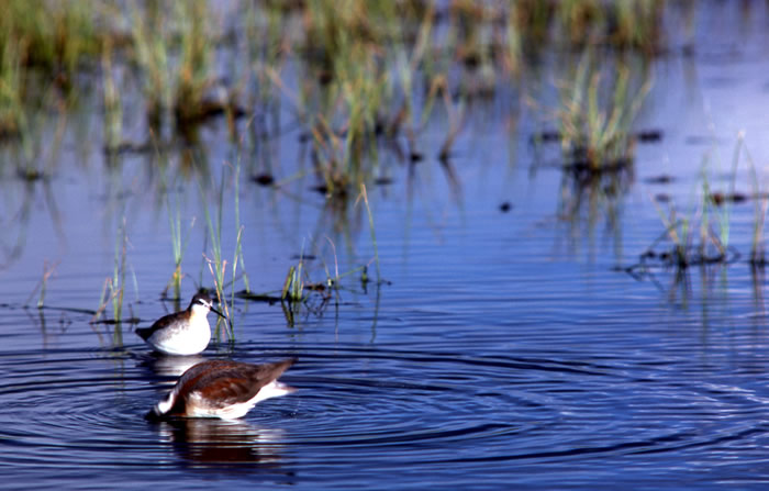 Wilson's Phalarope - Phalaropus tricolor | Wildlife Journal Junior
